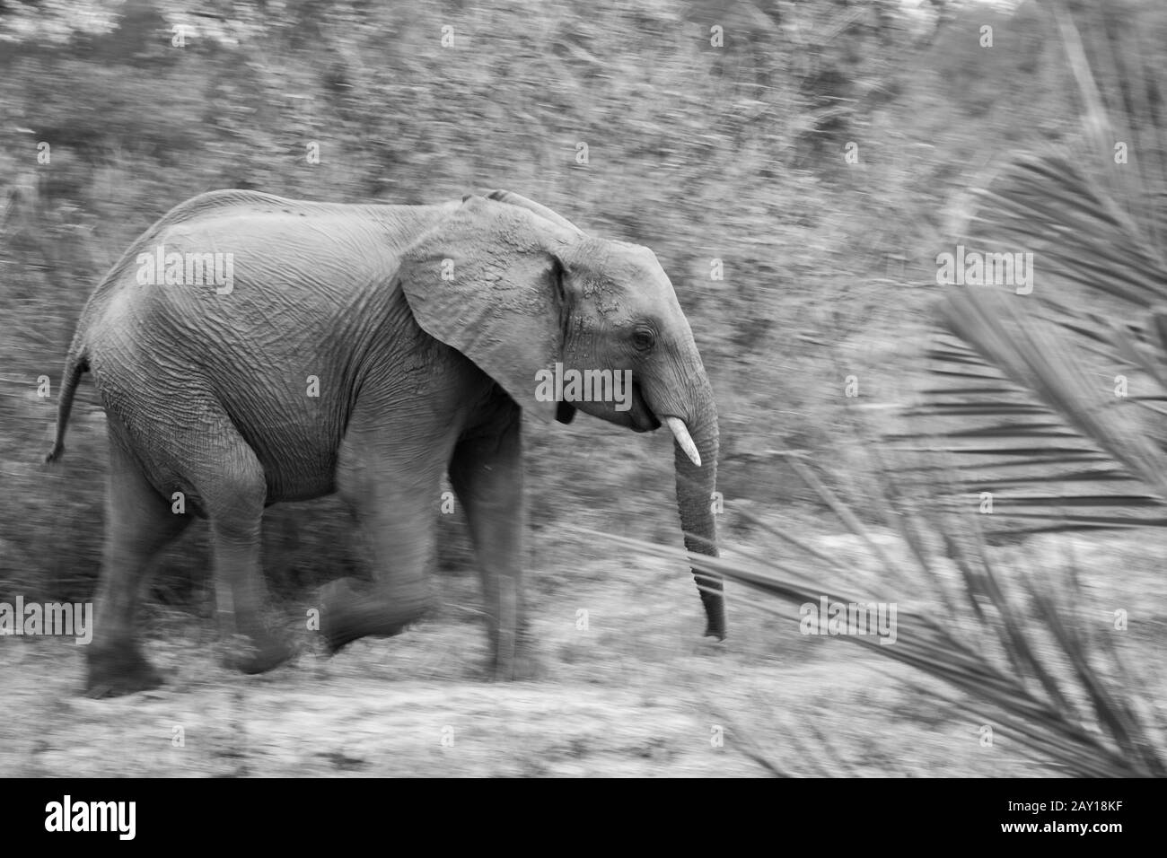 Motion blur animals Black and White Stock Photos & Images - Alamy