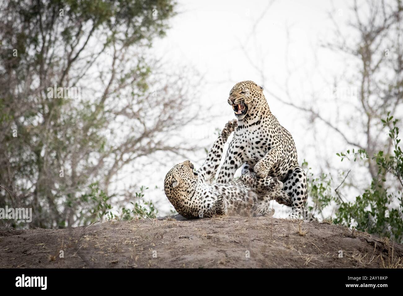 Leopards mating hi-res stock photography and images - Alamy