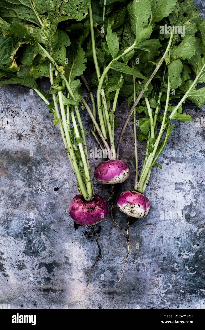 High angle close up of a bunch of freshly picked pink turnips on grey ...
