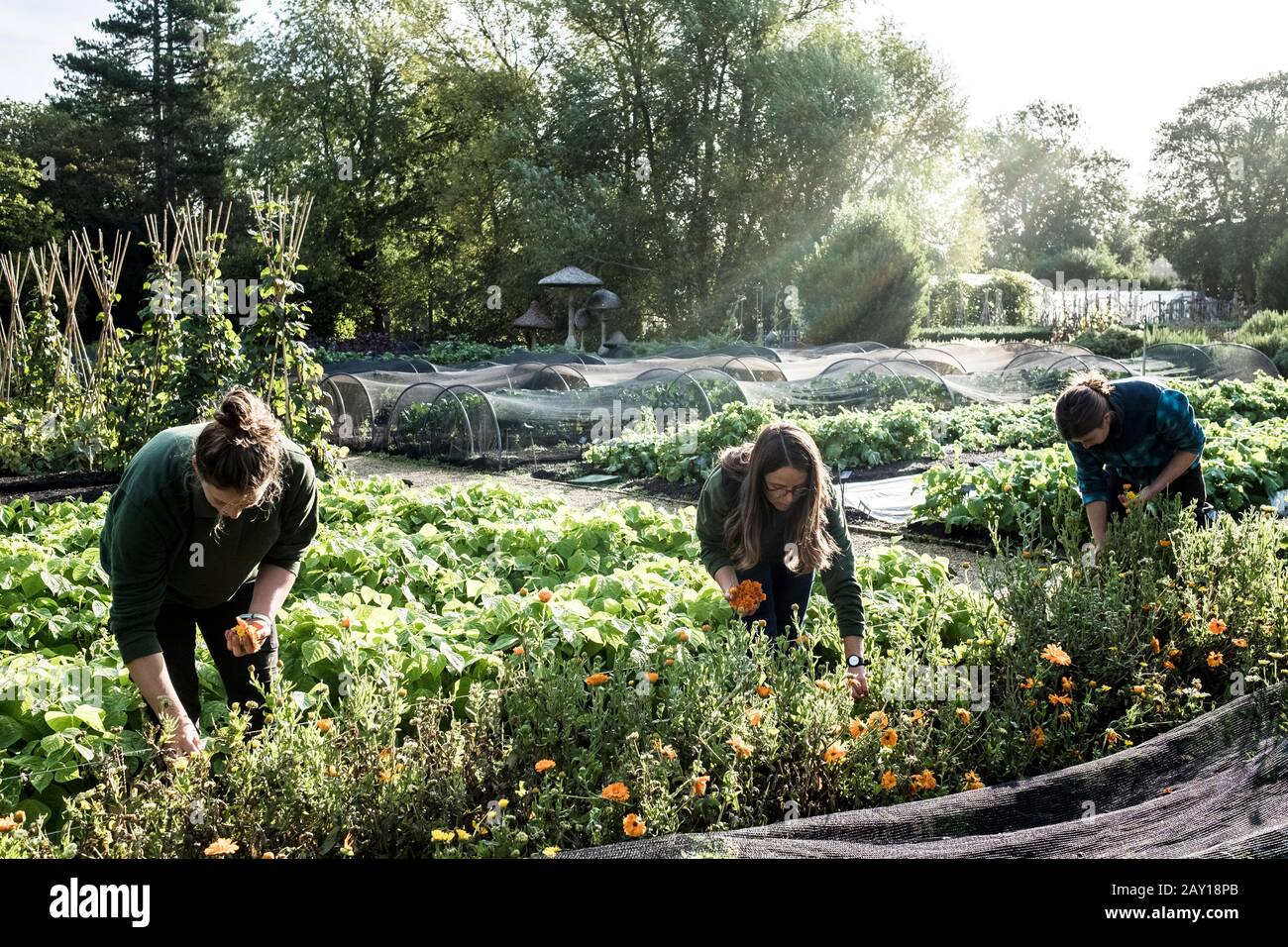 Three gardeners working in a vegetable bed, picking edible flowers ...