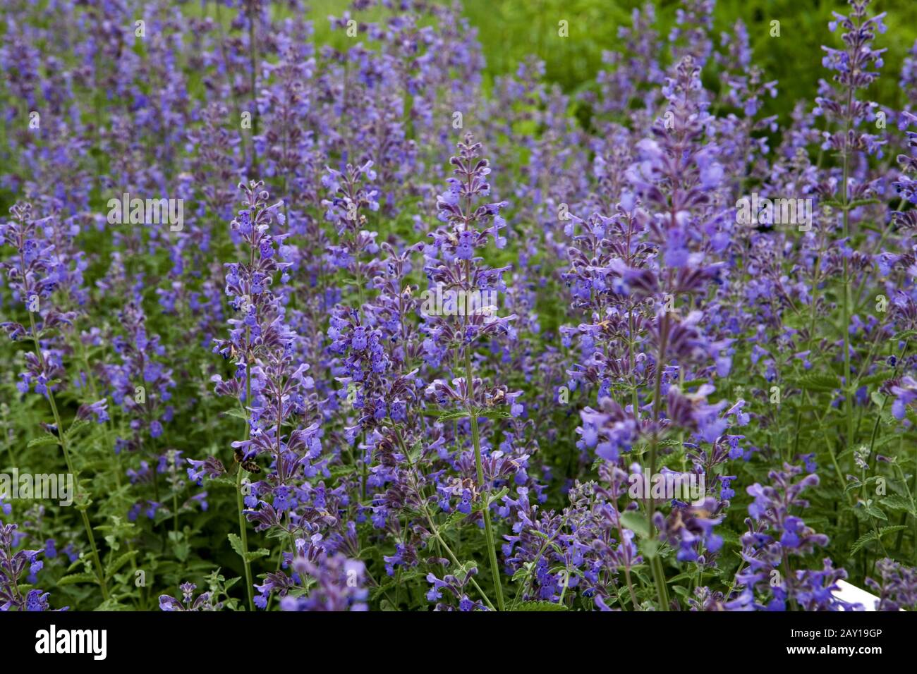 Catnip hi-res stock photography and images - Alamy