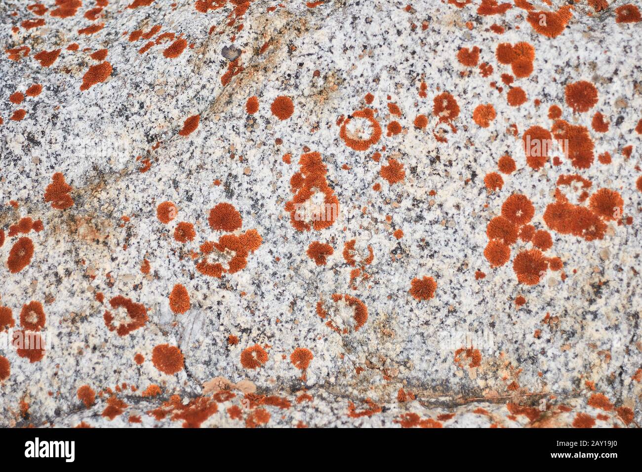 Texture rocks. Seamless texture of stone with rock fragments and fungus ...