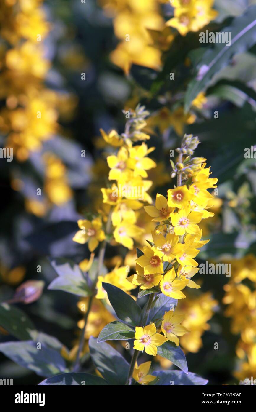 Yellow loosestrife in the flower garden Stock Photo - Alamy