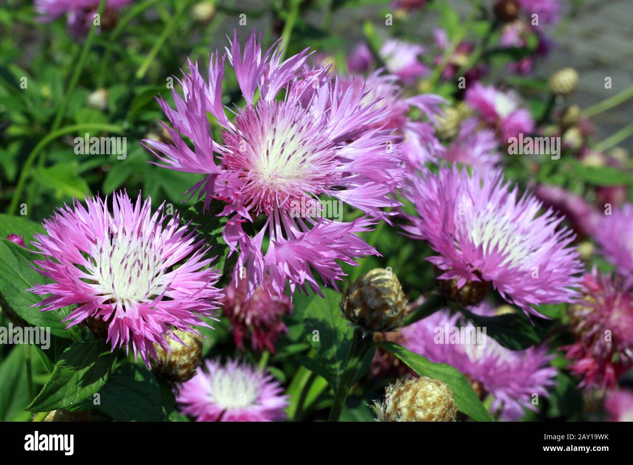 Meadow flake hi-res stock photography and images - Alamy