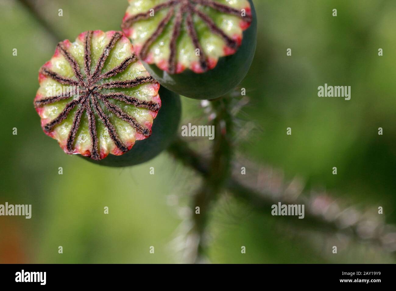 Faded poppy hi-res stock photography and images - Alamy