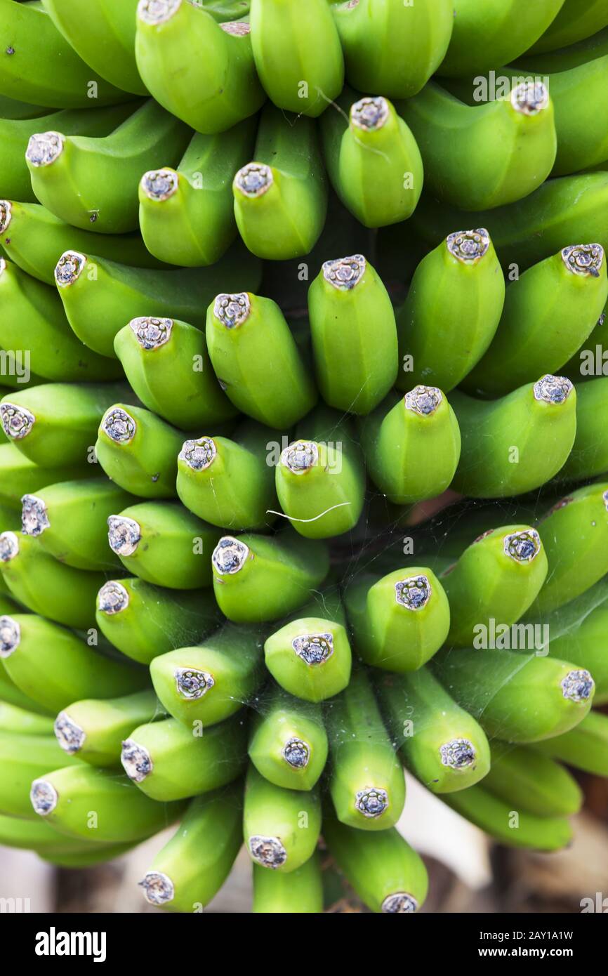 Bananas on a tree Stock Photo - Alamy
