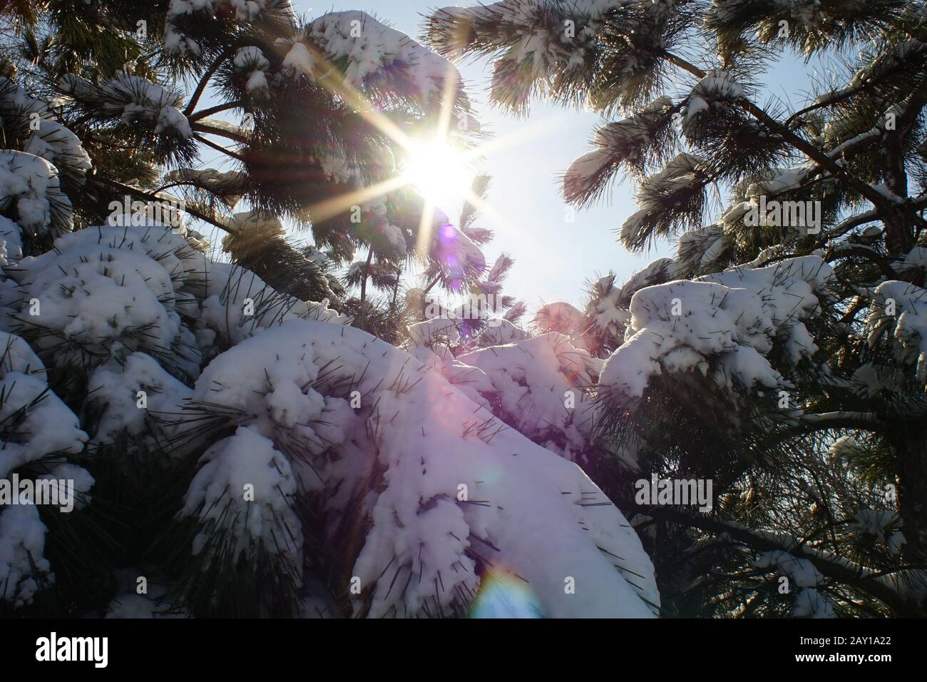 Sunset in snowy forest sunlight hi-res stock photography and images - Alamy