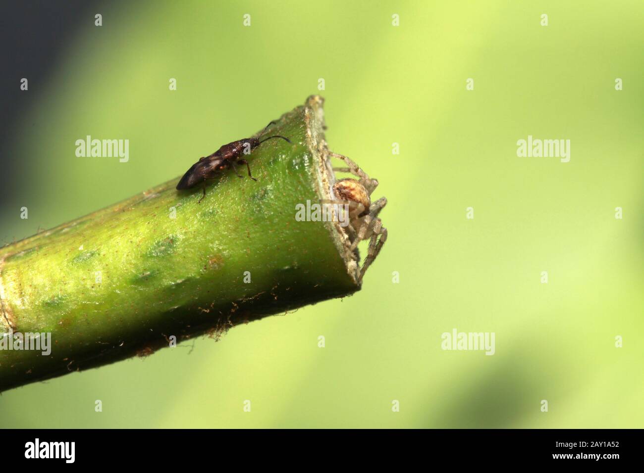 Spider and beetle on a stem Stock Photo - Alamy