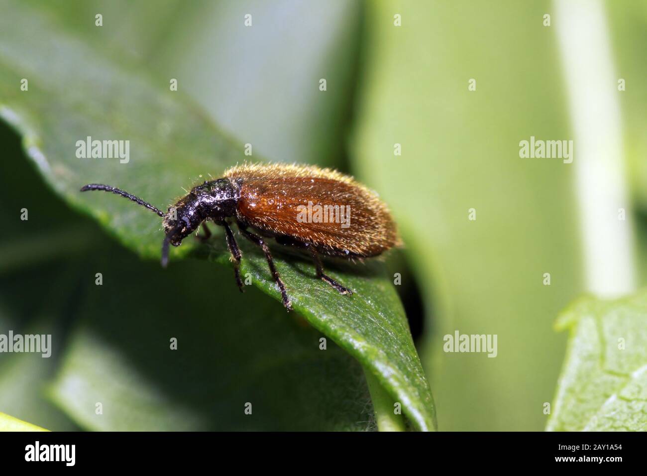 Lagria hirta hi-res stock photography and images - Alamy