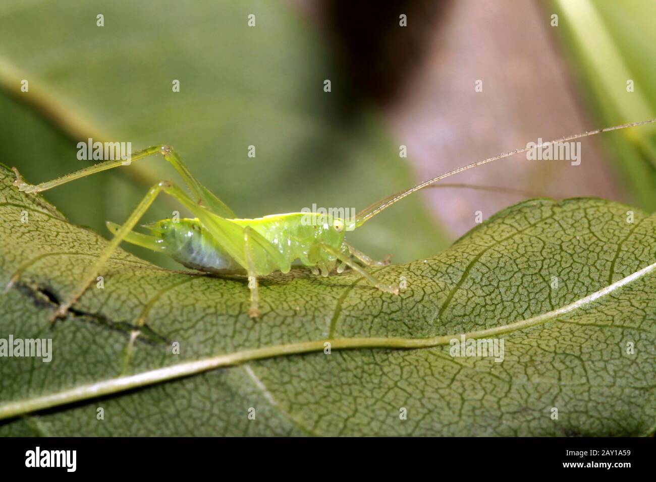Long tailed insect hi-res stock photography and images - Alamy