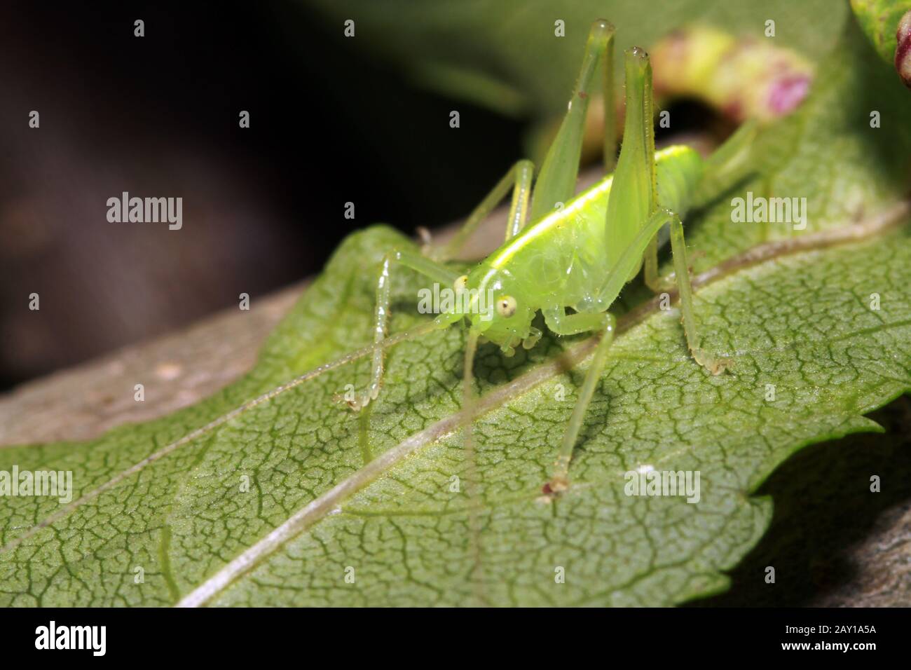 Long tailed insect hi-res stock photography and images - Alamy