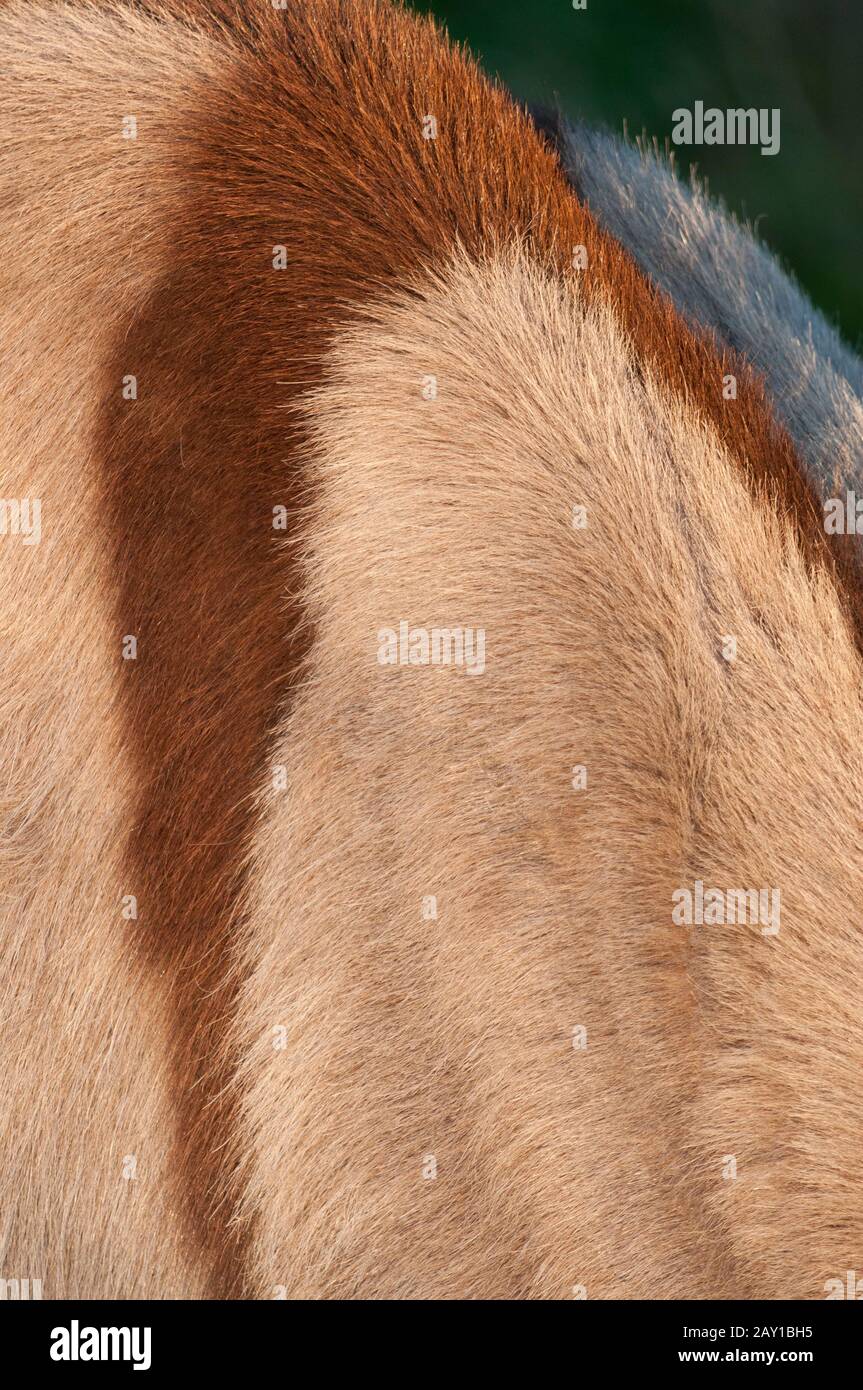Withers brown hi-res stock photography and images - Alamy