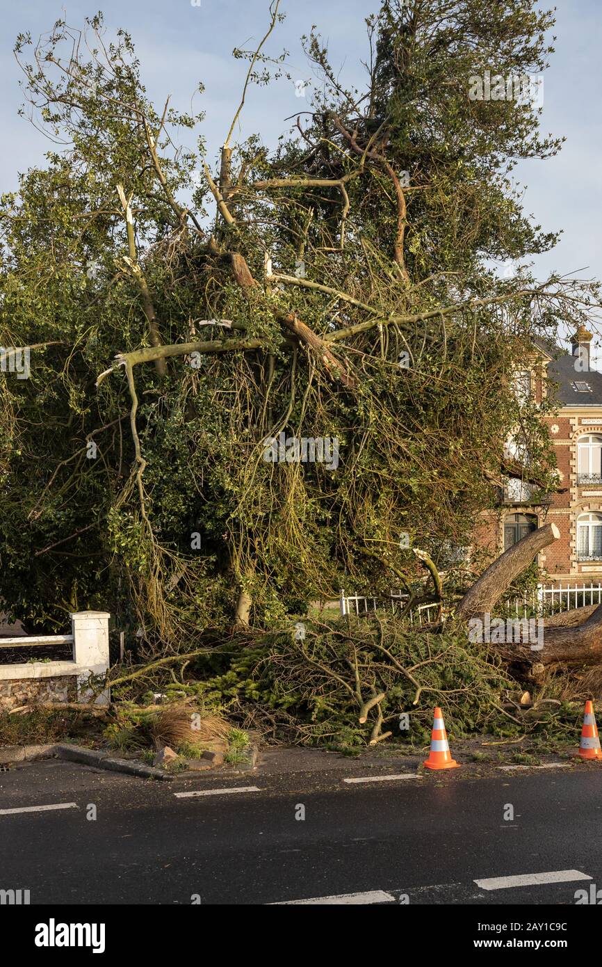 Tree uprooted by the storm and fallen on the roadway and the sidewalk ...