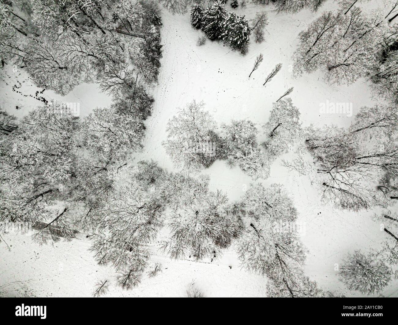 Trees from above snow covered in winter filmed by a drone Stock Photo ...