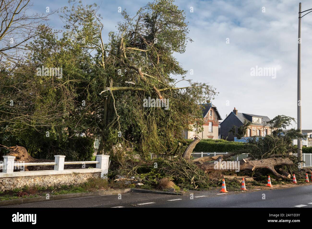 Tree uprooted by the storm and fallen on the roadway and the sidewalk ...