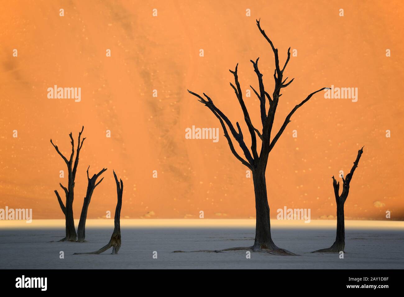 Camel thorn trees (Acacia erioloba), also known as camel thorn or camel ...