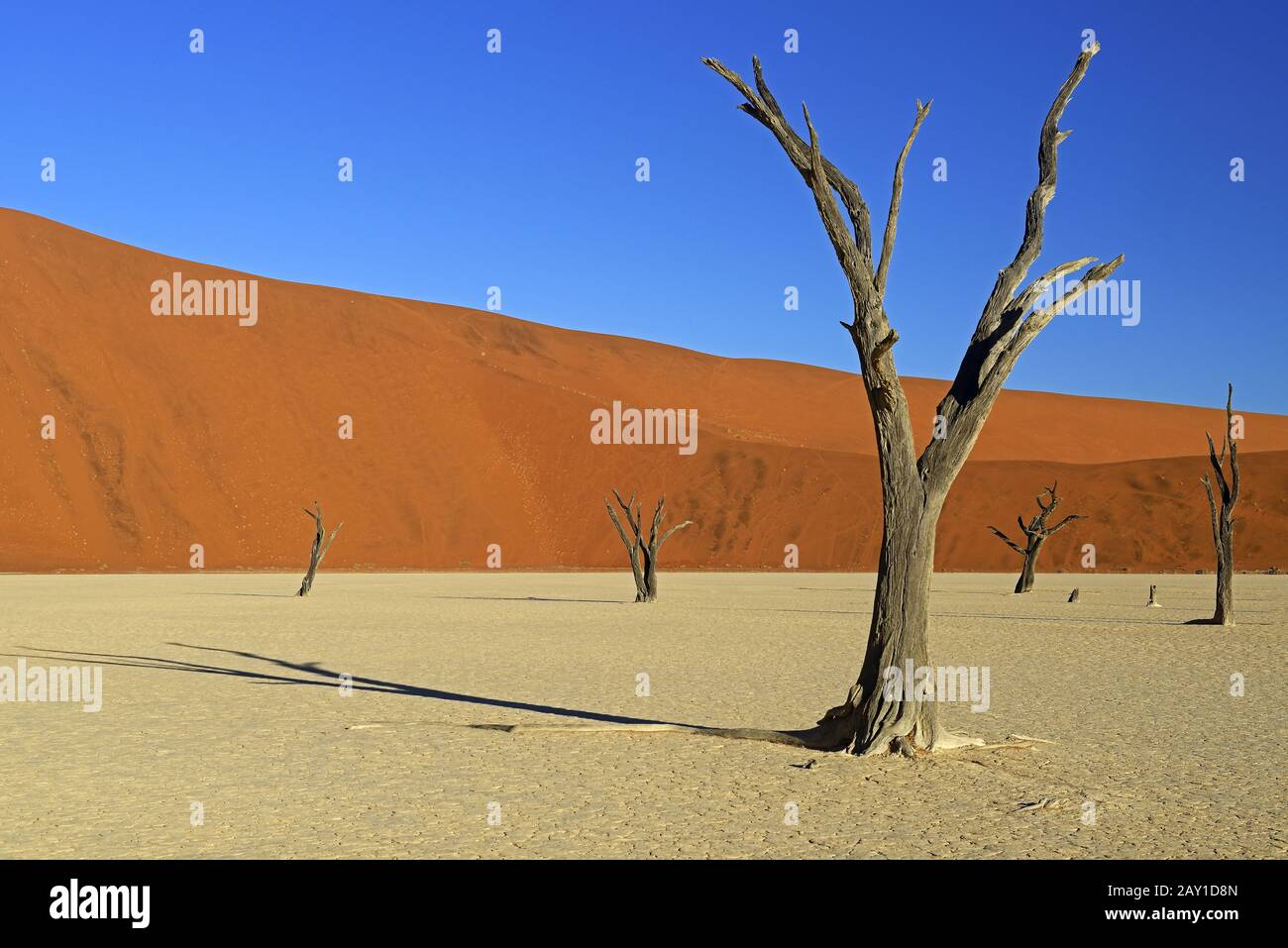 Camel thorn trees (Acacia erioloba), also known as camel thorn or camel ...