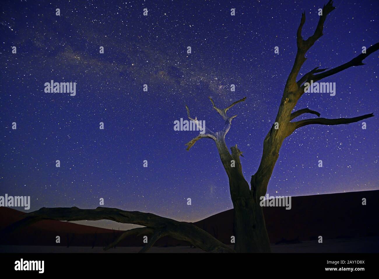 Camel thorn trees (Acacia erioloba), also known as camel thorn or camel ...