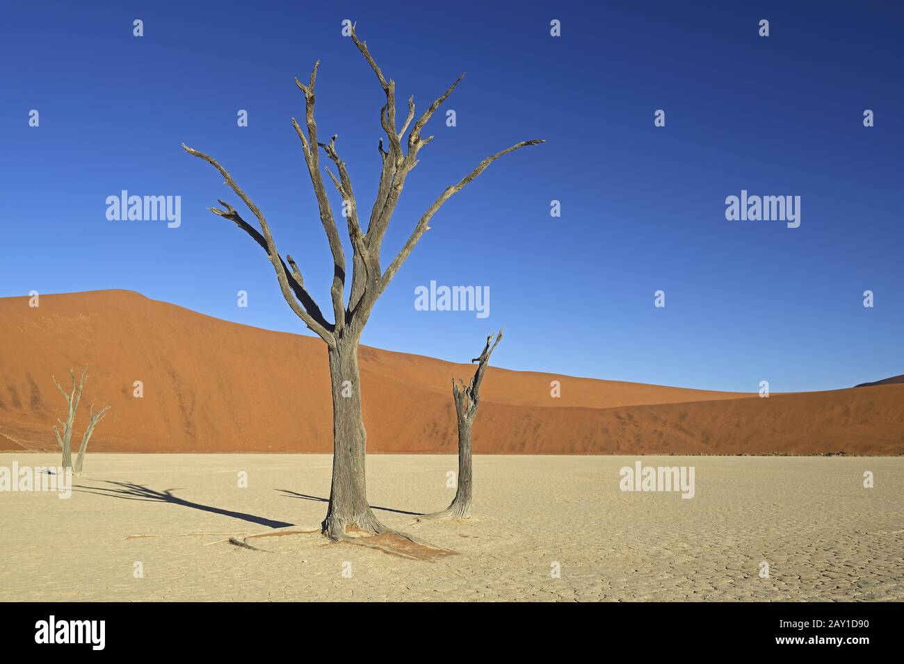 Camel thorn trees (Acacia erioloba), also known as camel thorn or camel ...