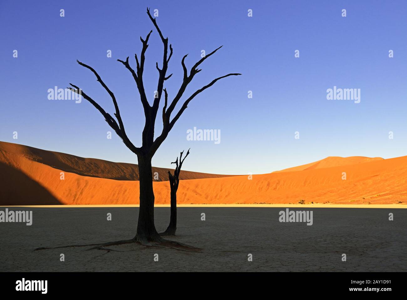 Camel thorn trees (Acacia erioloba), also known as camel thorn or camel ...