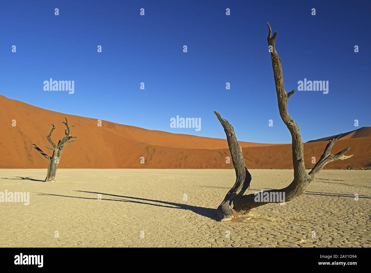 Camel thorn trees (Acacia erioloba), also known as camel thorn or camel ...