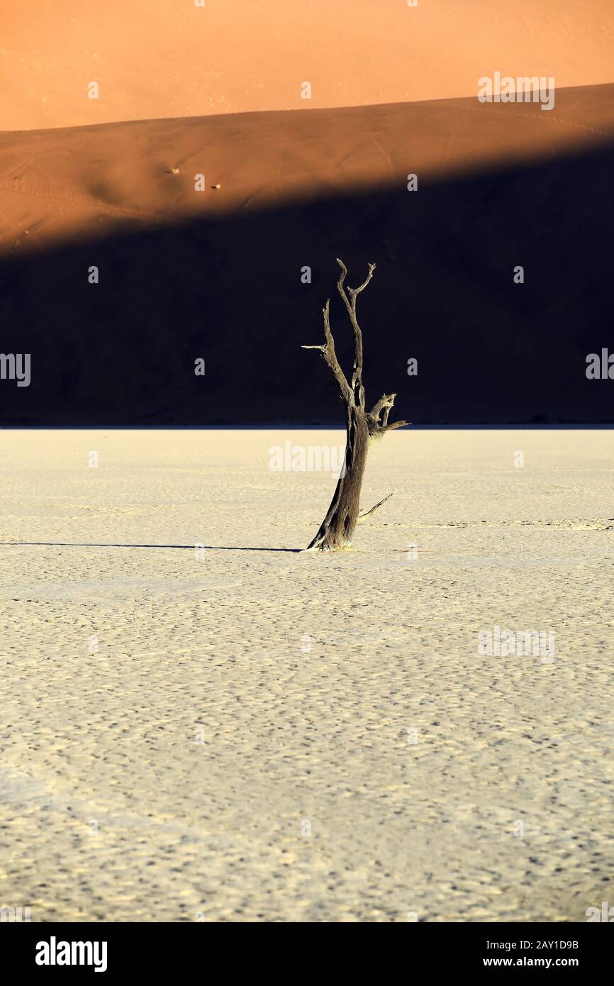 Camel thorn trees (Acacia erioloba), also known as camel thorn or camel ...