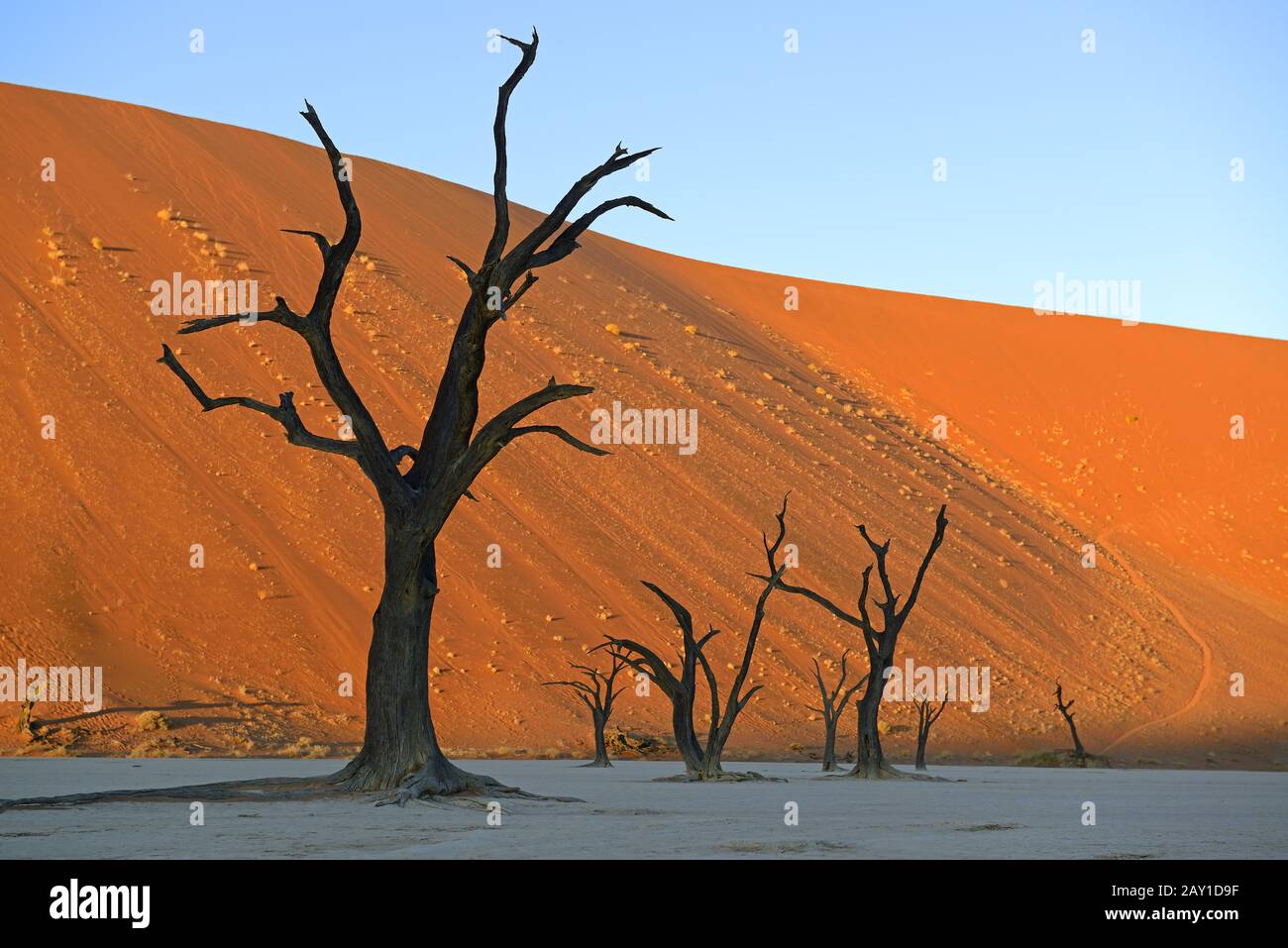 Camel thorn trees (Acacia erioloba), also known as camel thorn or camel ...