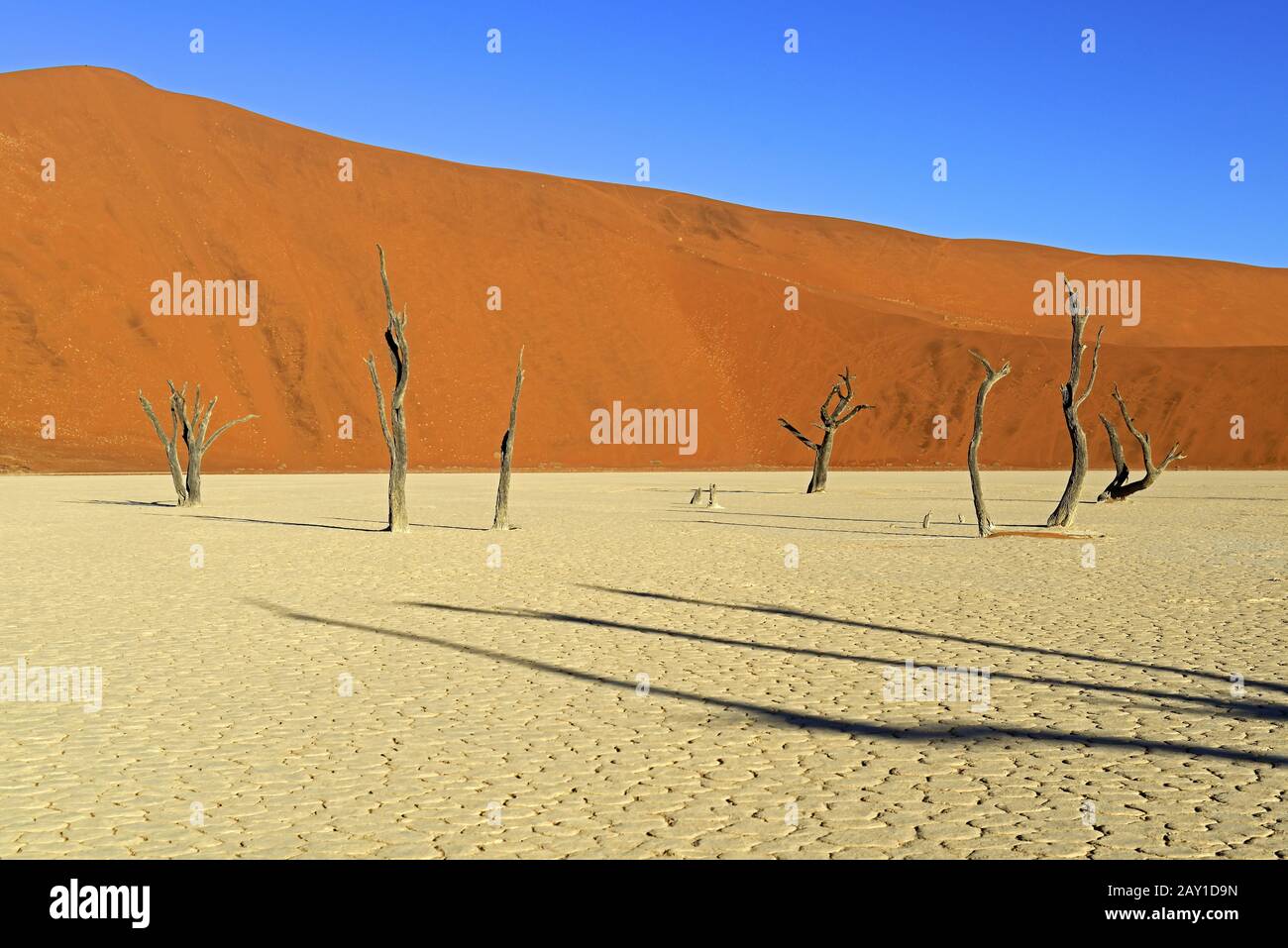 Camel thorn trees (Acacia erioloba), also known as camel thorn or camel ...