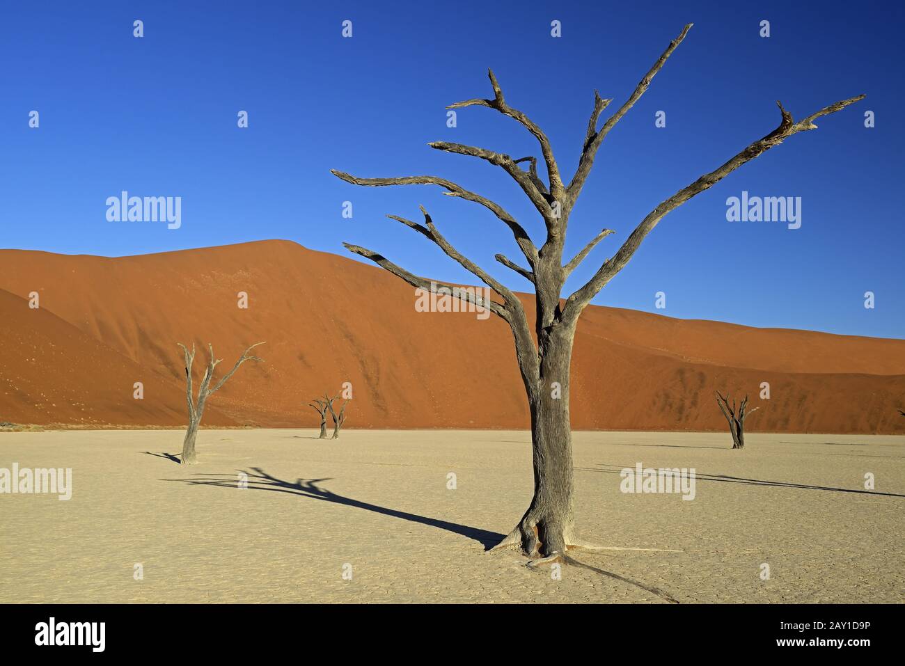 Camel thorn trees (Acacia erioloba), also known as camel thorn or camel ...