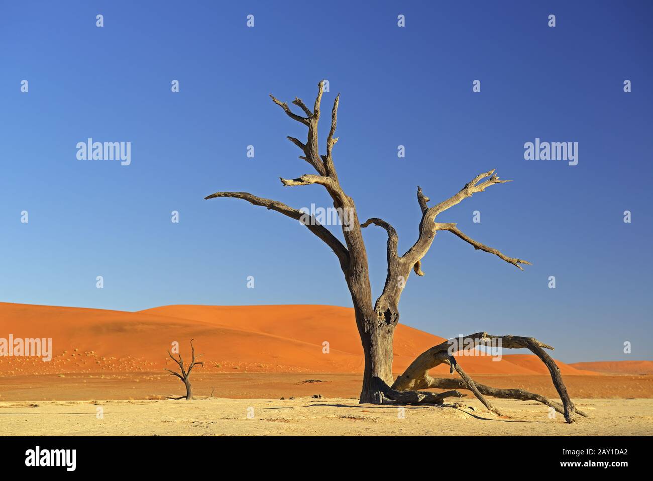 Camel thorn trees (Acacia erioloba), also known as camel thorn or camel ...