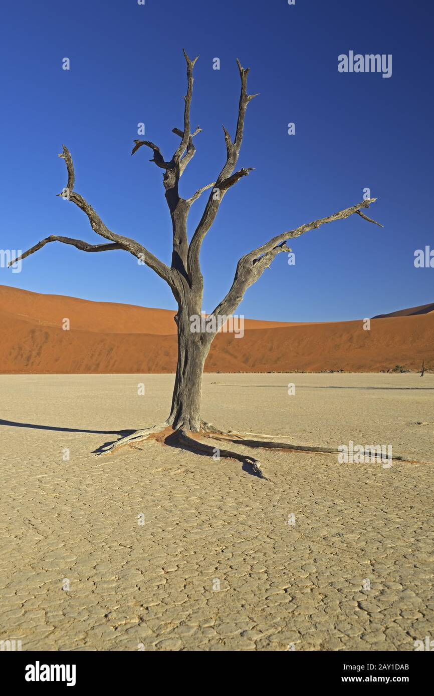 Camel thorn trees (Acacia erioloba), also known as camel thorn or camel ...