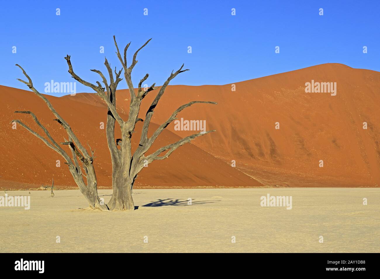 Camel thorn trees (Acacia erioloba), also known as camel thorn or camel ...