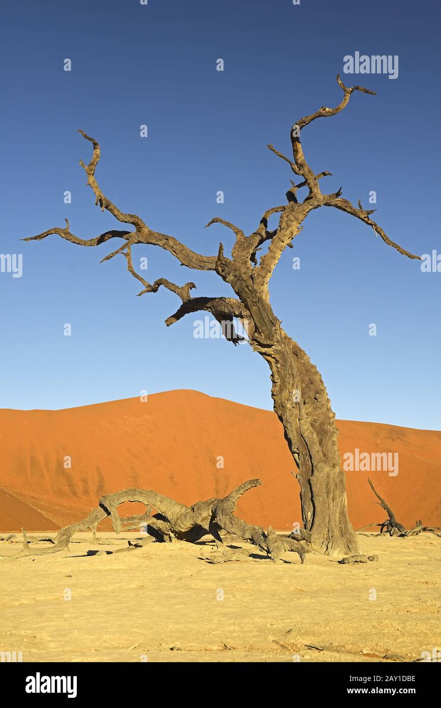 Camel thorn trees (Acacia erioloba), also known as camel thorn or camel ...