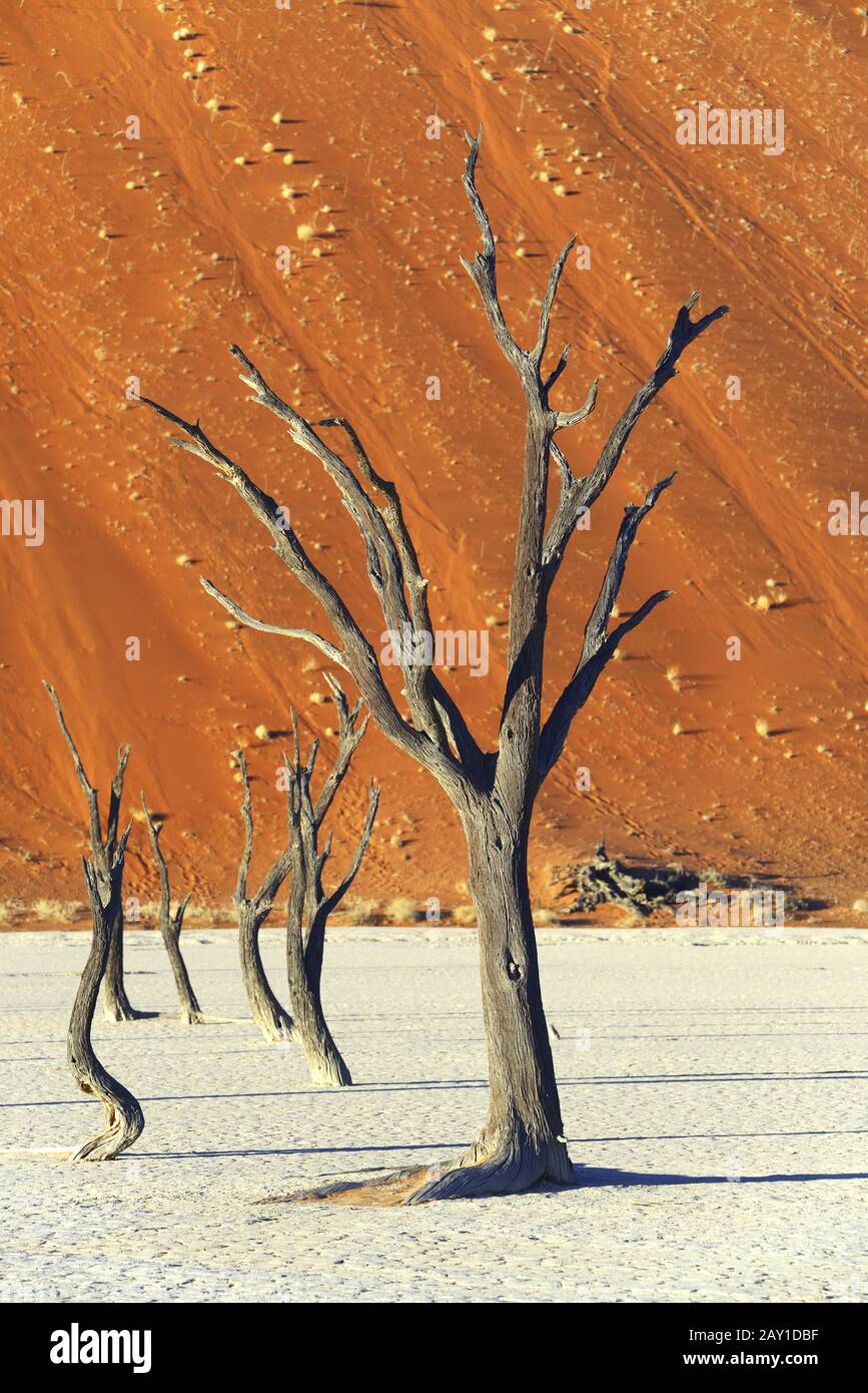 Camel thorn trees (Acacia erioloba), also known as camel thorn or camel ...
