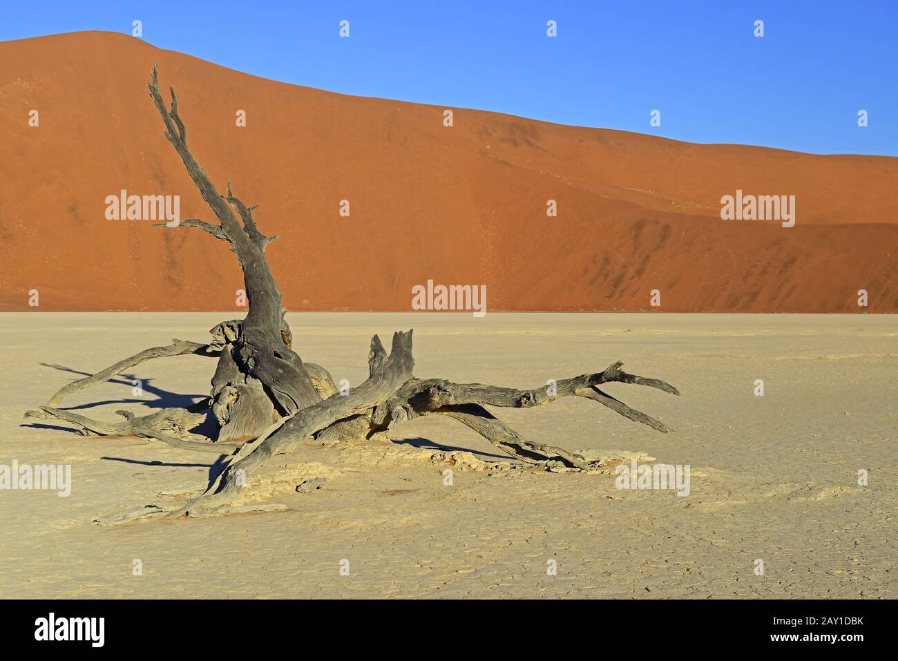 Camel thorn trees (Acacia erioloba), also known as camel thorn or camel ...