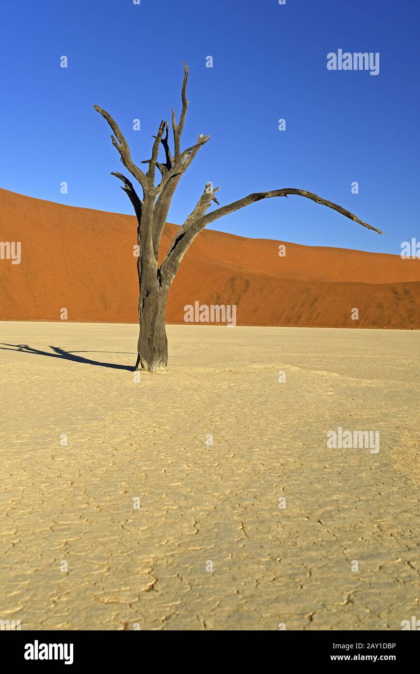 Camel thorn trees (Acacia erioloba), also known as camel thorn or camel ...