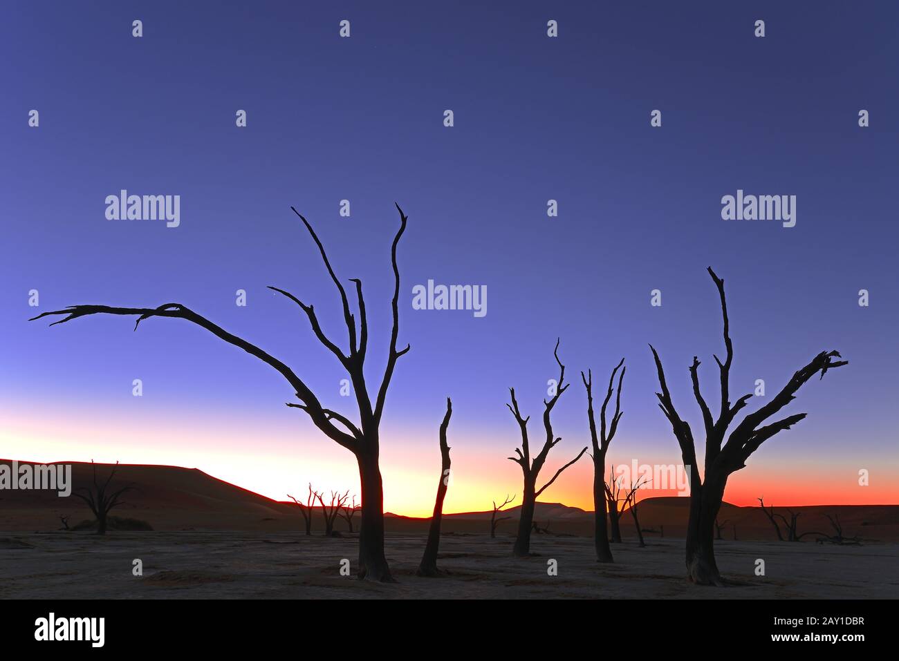Camel thorn trees (Acacia erioloba), also known as camel thorn or camel ...