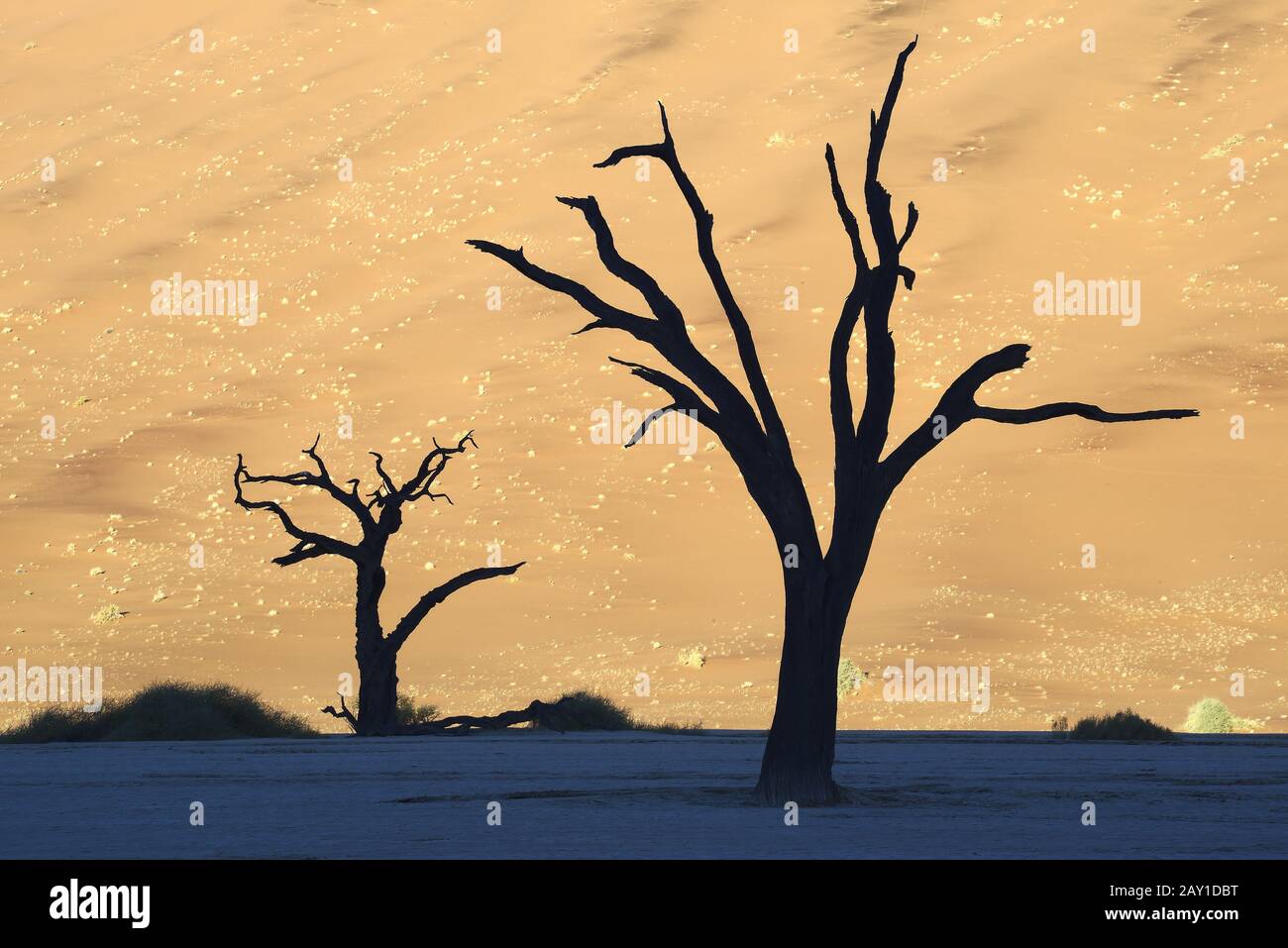 Camel thorn trees (Acacia erioloba), also known as camel thorn or camel ...