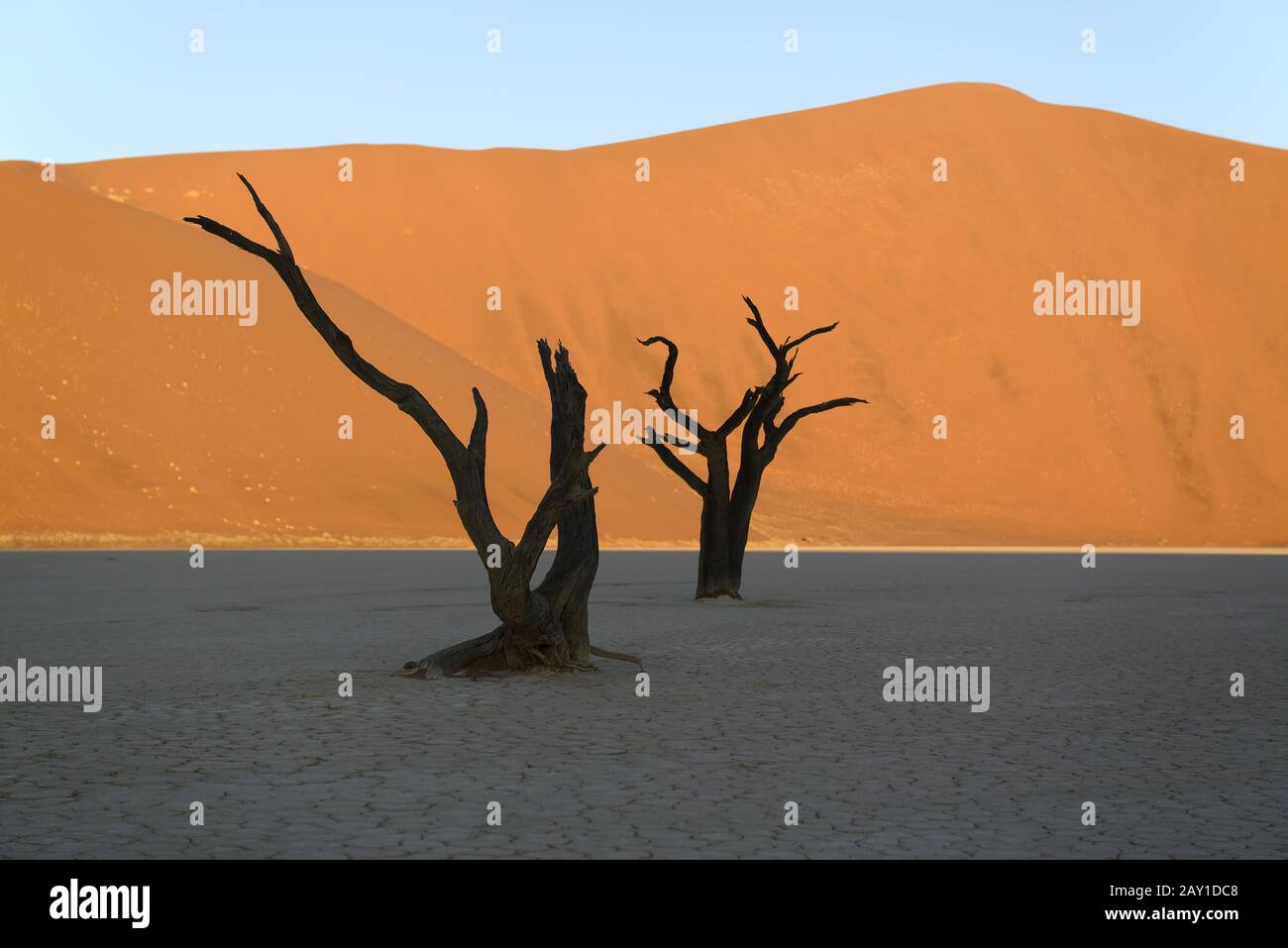Camel thorn trees (Acacia erioloba), also known as camel thorn or camel ...