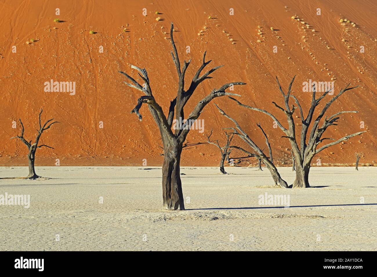 Camel thorn trees (Acacia erioloba), also known as camel thorn or camel ...