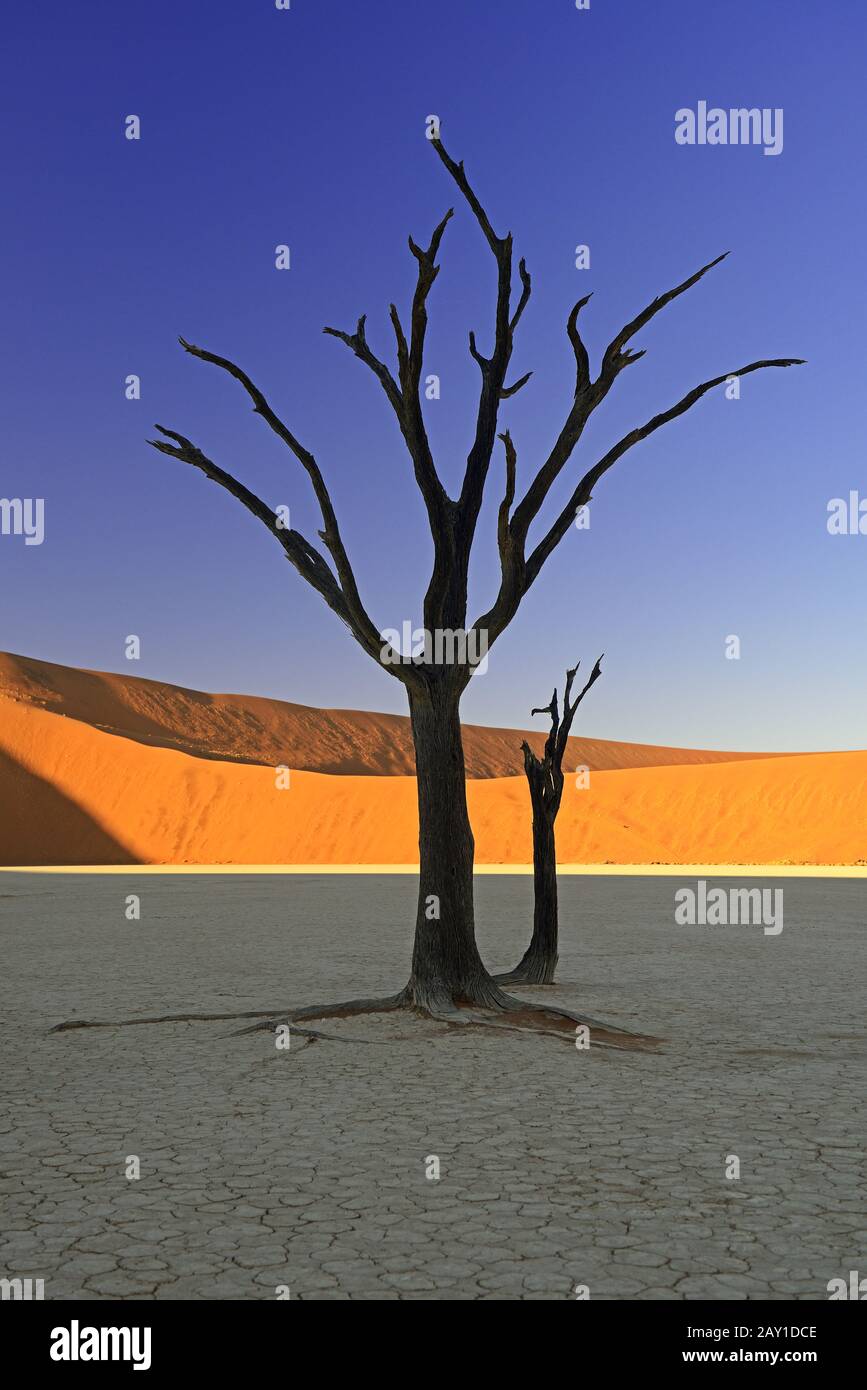 Camel thorn trees (Acacia erioloba), also known as camel thorn or camel ...
