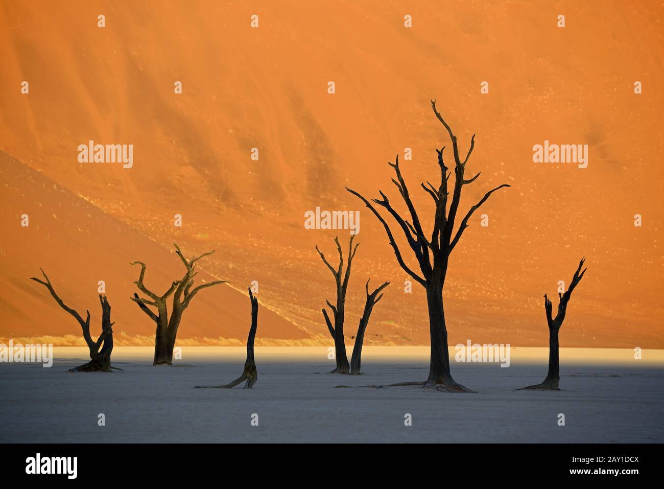 Camel thorn trees (Acacia erioloba), also known as camel thorn or camel ...