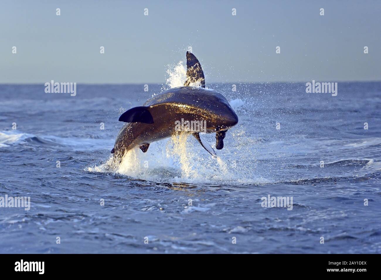 great white shark (Carcharodon carcharias), hunting for prey, Seal ...