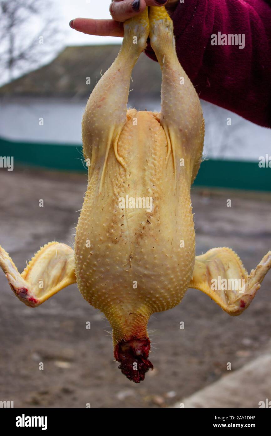 Raw chicken carcass without head in woman's hands Stock Photo - Alamy