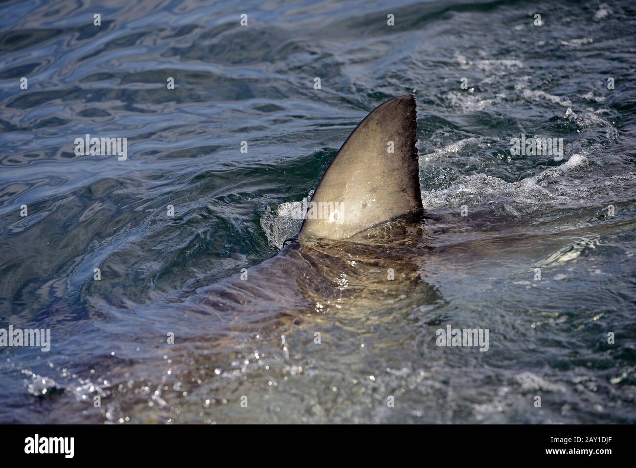 Great white shark dorsal fin hi-res stock photography and images - Alamy