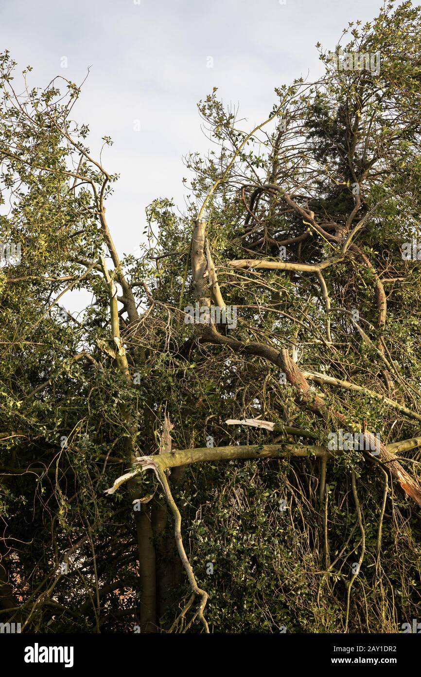Storm damaged tree, broken branches Stock Photo - Alamy