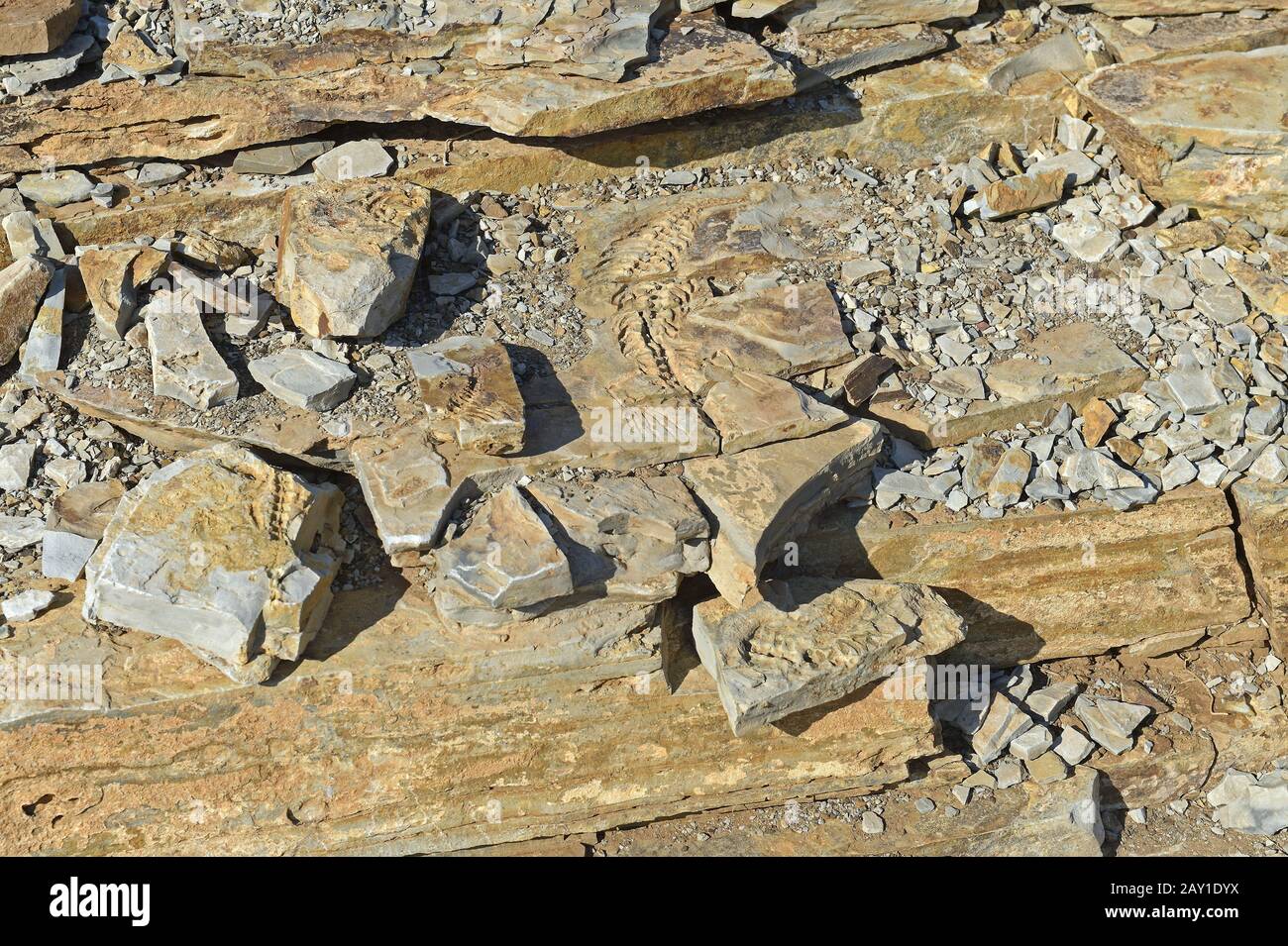 approx. 300 million year old fossils of Mesosaurus tenuidens Stock ...