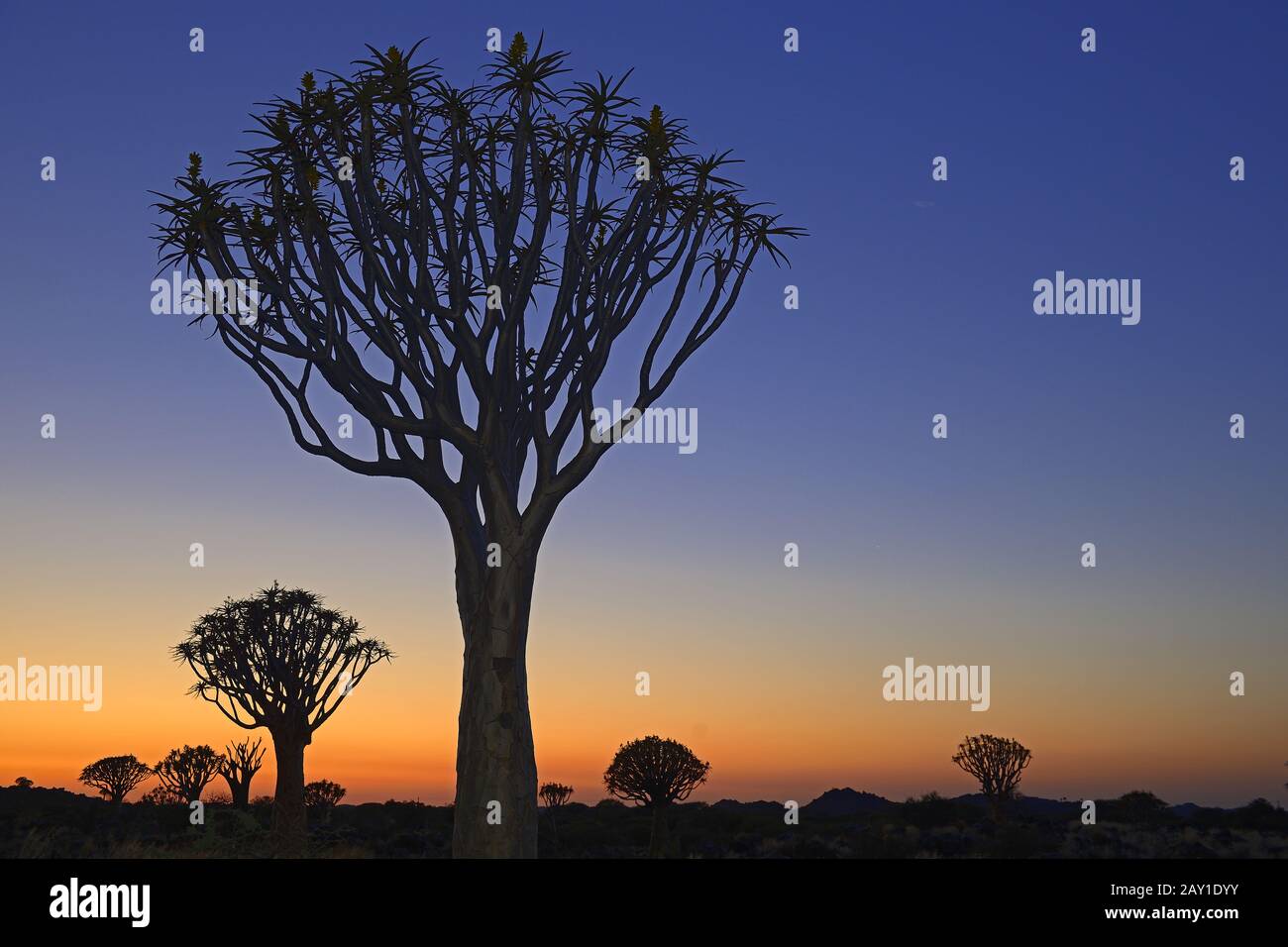 Dichoto hi-res stock photography and images - Alamy