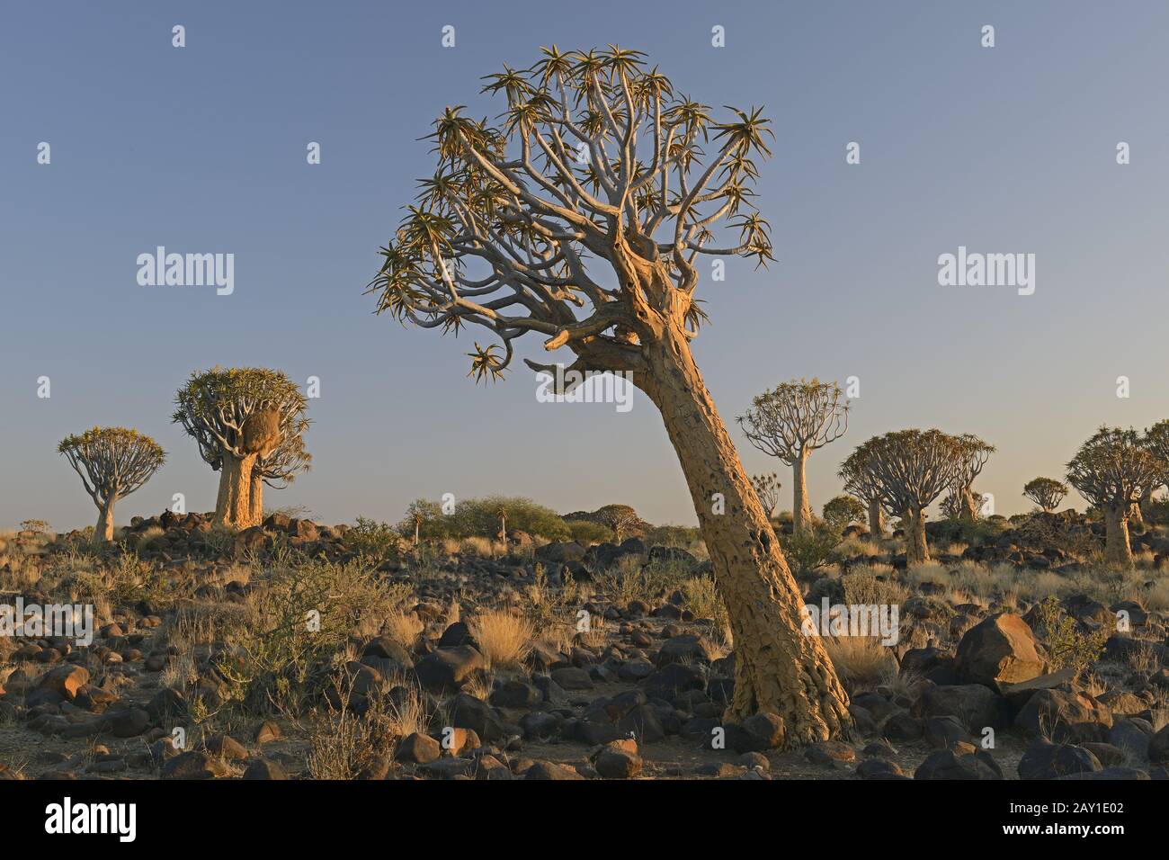 Koecherbaum oder Quivertree (African: Kokerboom, Aloe dichoto Stock ...