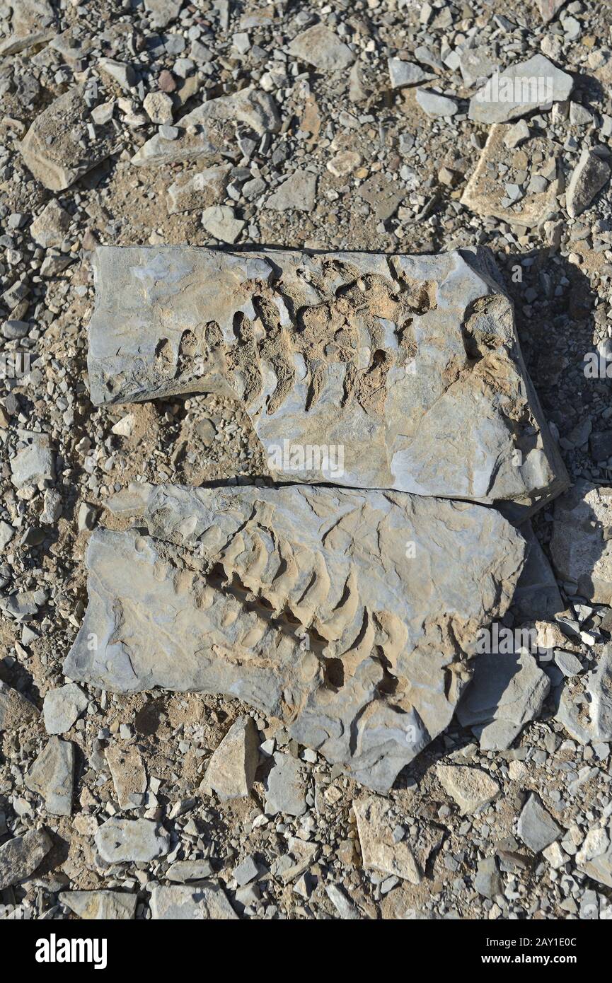 approx. 300 million year old fossils of Mesosaurus tenuidens Stock ...